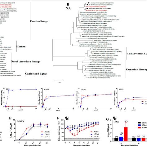 Phylogenetic Trees Of Hemagglutinin A And Neuraminidase B Genes Of