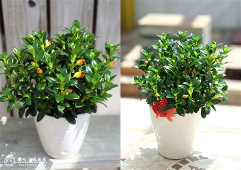 コルムネアヒポシルタ 12cm鉢植え 苗の種類 観葉植物 いろんな観葉植物 公式土っ子倶楽部オンラインショップ
