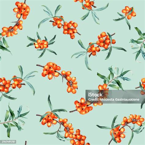 수채화 완벽 한 패턴 와 약용 식물 바다 갈매 나무속 가지 손으로 그린 식물 그림 절연 배경 포장 벽지 직물 직물 0명에 대한