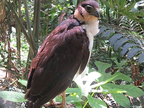 Collared Forest Falcon Field Guide Pictures Habitat And Info Optics Mag