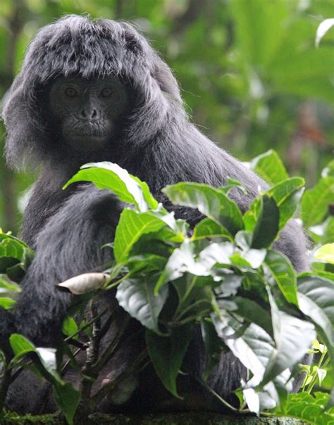 Trachypithecus Mauritius West Javan Ebony Langur — Coke Smith Wildlife