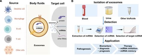 Exosomal Microrna In Autoimmunity Pmc