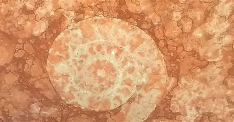 Fossilized Snail Album On Imgur