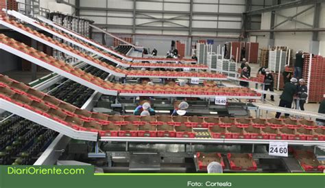 Inauguran En Sonsón La Planta Empacadora De Aguacate Hass Más Moderna