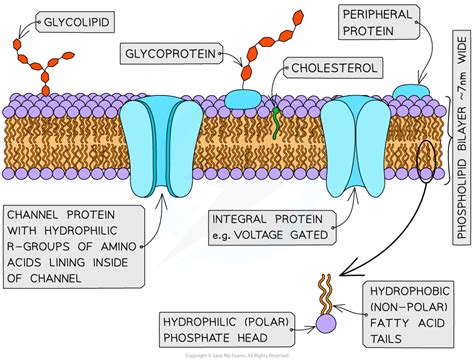 Fluid Mosaic Structure Diagram Fluid Mosaic Model Of Plasma