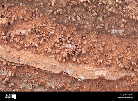 Tiny Nodules Of Sand Form On The Crumbling Sandstone That Makes Up The