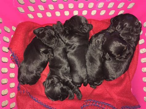 The Wright Cocker Added A New Photo The Wright Cocker