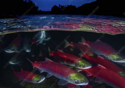 Sockeye Salmon Migration Stock Image C0549433 Science Photo Library
