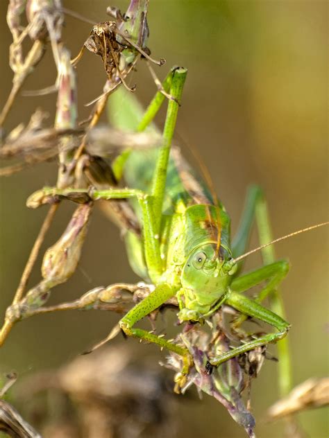 Grasshopperinsectnatureanimalfree Pictures Free Image From