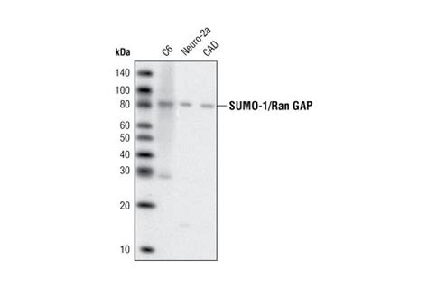 Sumo 1 2a12 Mouse Mab Cell Signaling Technology