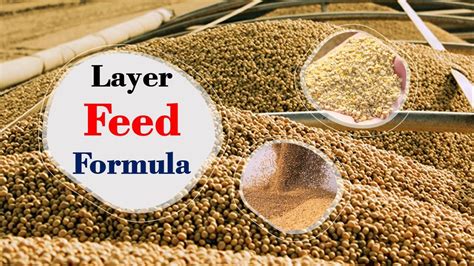Layer Feed Formula Poultry Feed Formulation How To Make Poultry