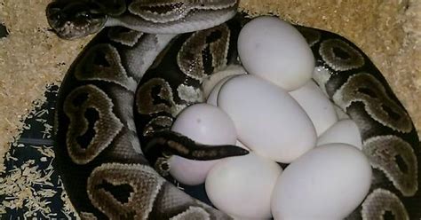 Cinnamon Ball Python Just Laid 8 Fertile Eggs Bred With A Bamboo Now
