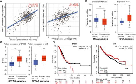 Rbm14 As A Novel Epigenetic Activated Tumor Oncogene Is Implicated In