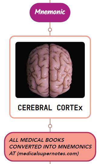 Introduction To Cerebral Cortex Mnemonic Medicalsupernotes