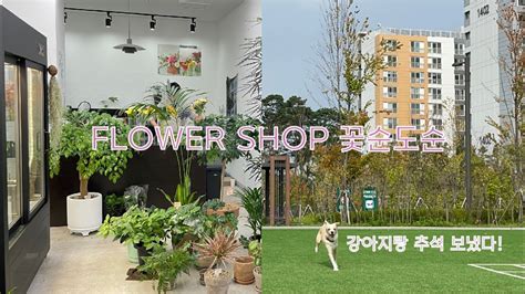 강아지랑 추석 보낸 꽃집 브이로그 Youtube