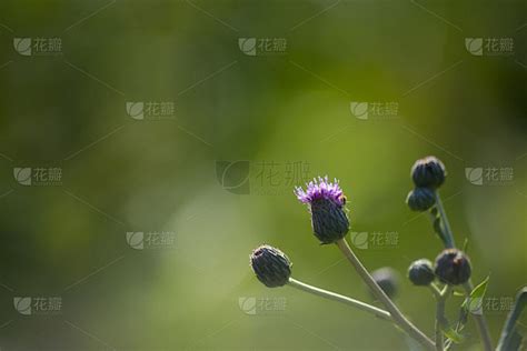花植物在模糊的背景
