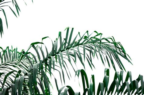 코코넛 야자수 클리핑 경로 파일의 흰색 배경에 고립의 녹색 잎 0명에 대한 스톡 사진 및 기타 이미지 0명 계절 곡선