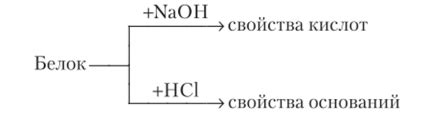 Белки, Химические свойства, Гидролиз (разрушение) белков, Качественные ...
