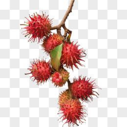Png