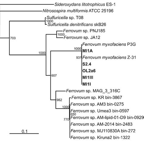 A Phylogenetic Tree Based On 12 Conserved Housekeeping Genes New