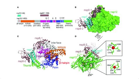 The Structure Of The Apo Rdrp Complex A The Schematic Diagram For