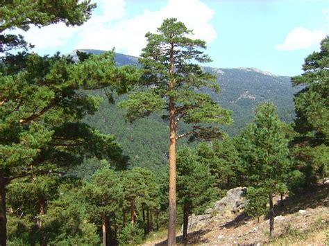 El Pino Origen Caracter Sticas Propiedades Variedades Y Mucho M S
