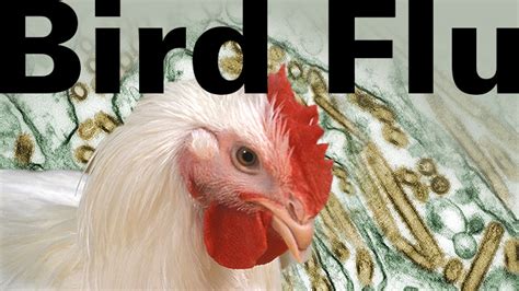 Bird Flu BioEd Online