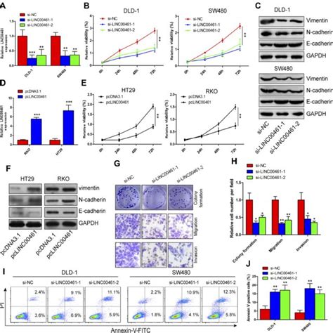 Linc00461 Promotes The Proliferation Colony Formation Migration And