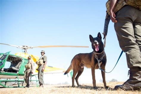 Bumper Week Of Poacher Arrests In The Kruger With Help From Canine Team
