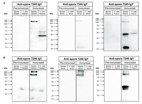 Immunoreactivity Of Anti Spore Igy Against C Difficile Spores And