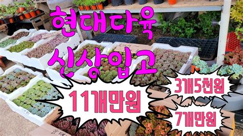 인천 왔어요~ 신상다육 온날 현대다육 구경하세요~~ 인천대공원역 2번 출구 Youtube