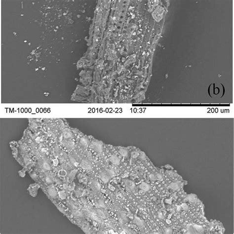Pdf Bio Ethanol Production By Zymomonas Mobilis Using Pretreated Dairy Manure As A Carbon And