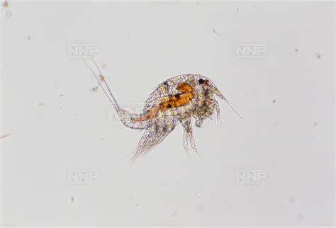 ケンミジンコの仲間 写真素材ストックフォト NNP PHOTO LIBRARY