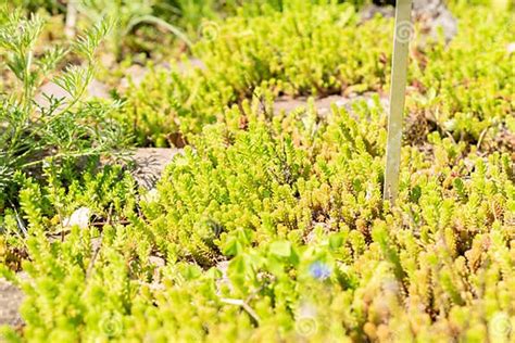 Tasteless Stonecrop Or Sedum Sexangulare Plant In Zurich In Switzerland