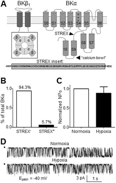 The Alternatively Spliced Stress Axis Regulated Exon Strex Sequence