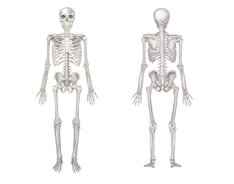 Adult Male Human Skeleton Quiz