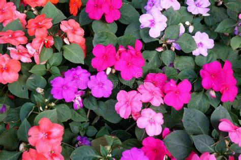 Fiori Di Impatiens Della Nuova Guinea Immagine Stock Immagine Di