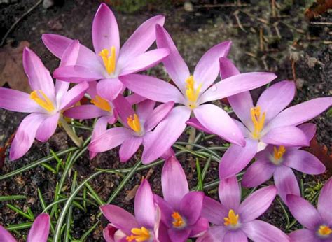 Crocus Tommasinianus Roseus Early Crocus