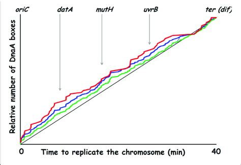 Replication Time For DnaA Boxes On The K 12 Chromosome Green Curve