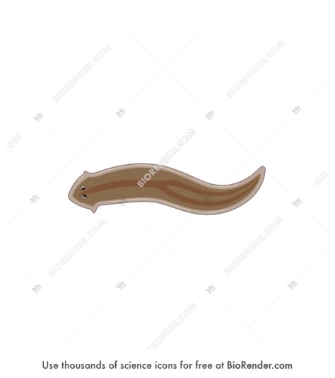 Free Planarian Icons Symbols And Images Biorender