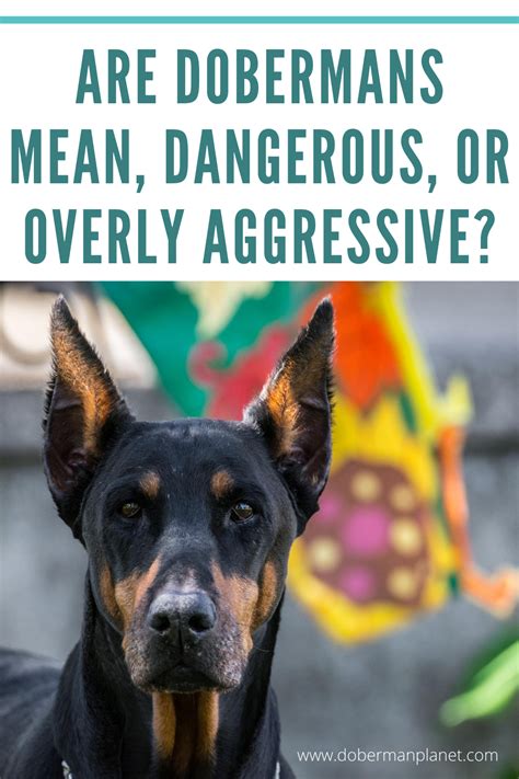 Why Are Dobermans Aggressive