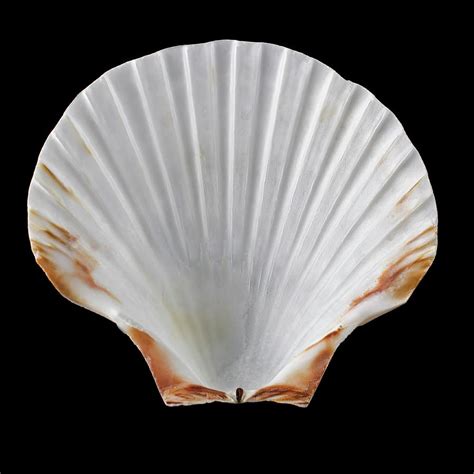 Scallop Shell Photograph By Science Photo Library Pixels