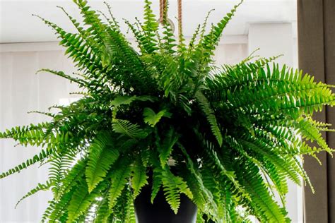 Nephrolepis Exaltata Green Lady 18cm Hanging Pot Artofit