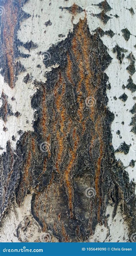 Ornamental Tree Bark With White And Brown Patches Stock Photo Image Of Hardwood Rough 105649090
