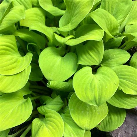 Sun Mouse Hosta Great Garden Plants