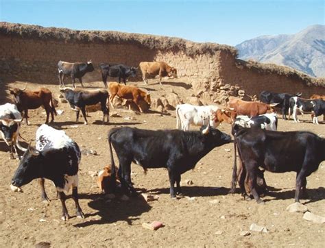 Escasez de alimentos en Puno por sequía un problema que los agricultores muestran al Gobierno