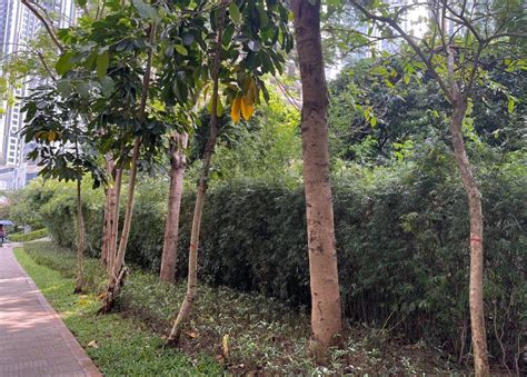 垃圾中转站选址合规吗？城管局回应：与小区距离符合深标，密闭作业臭气不外溢 转运站 区域 深圳