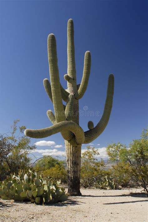 Giant Saguaro Cactus In Sonoran Desert Stock Image Image Of Desolate