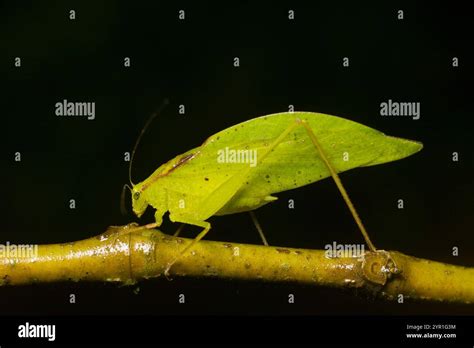 Leaf Mimic Katydid Orophus Sp Also Known As False Leaf Katydid