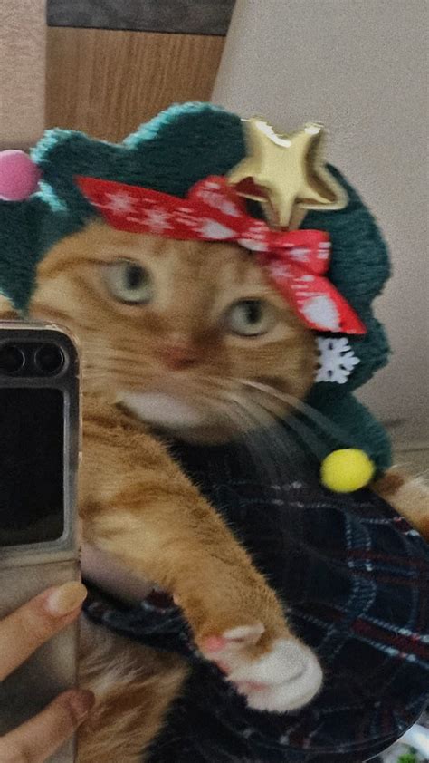 동이 새로운 트리모자개시